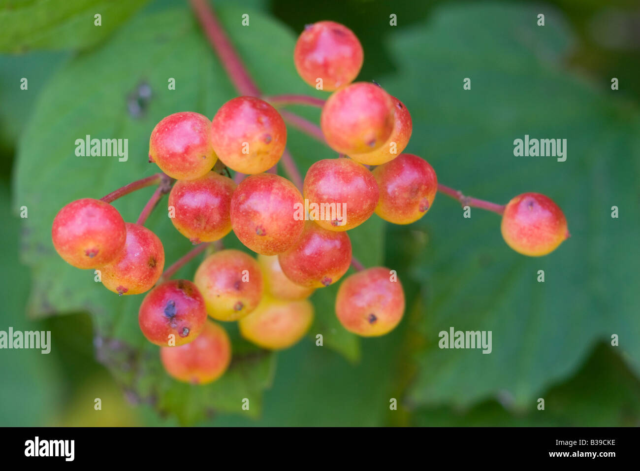 Guelder-rose Viburnum opulus Stock Photo - Alamy