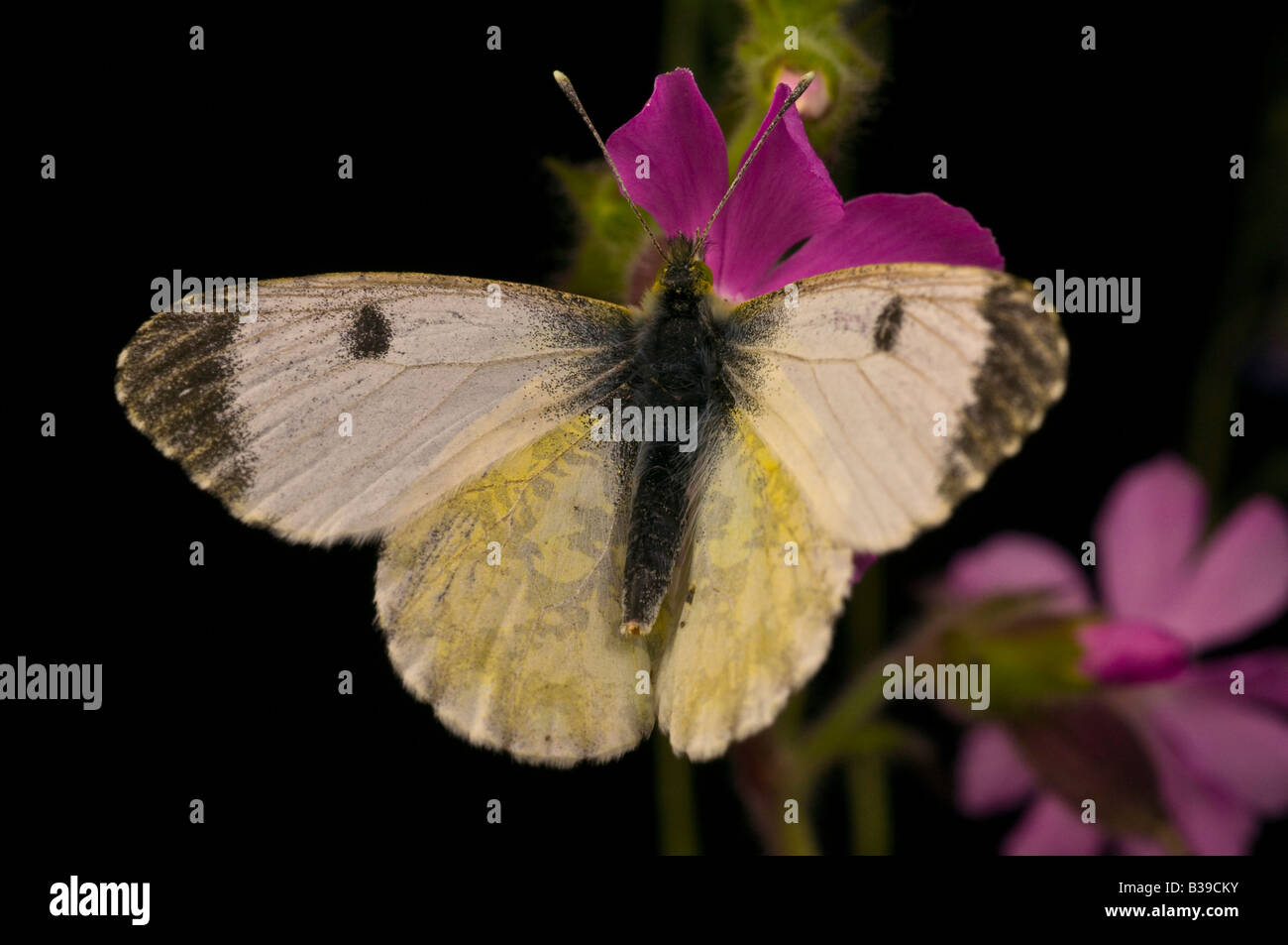 The Female Orange Tip Butterfly lacks the orange markings of the male ...