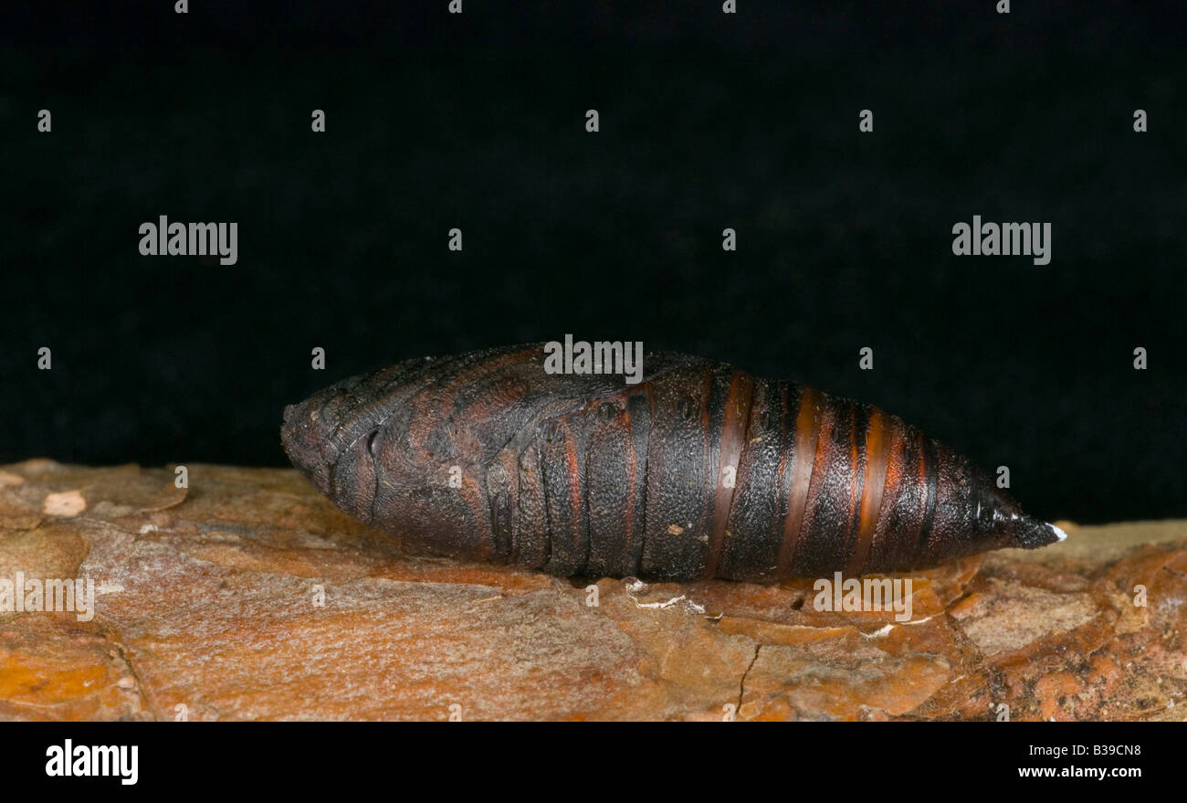 Moth chrysalis hi-res stock photography and images - Alamy