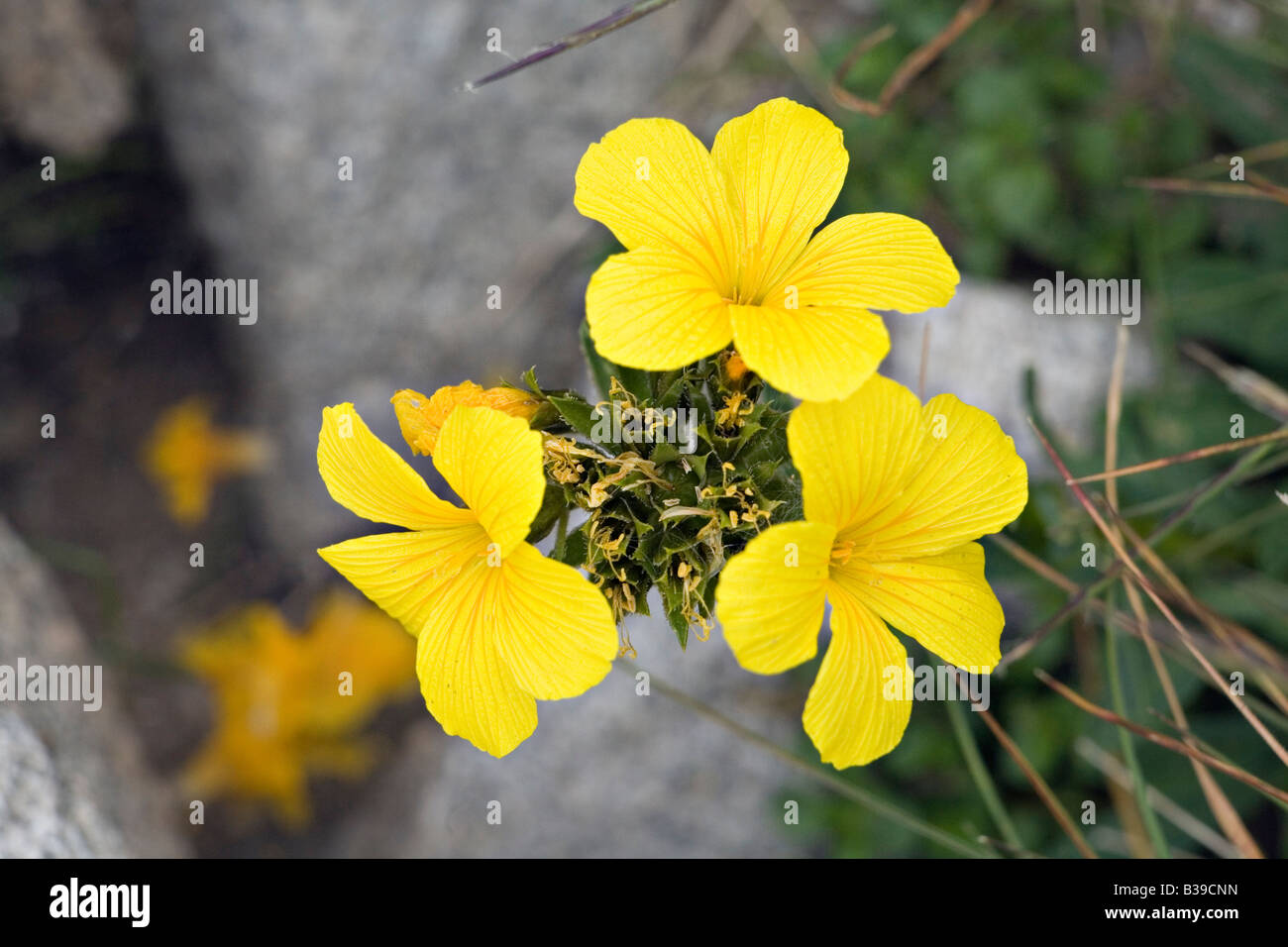 Blooming flowers in World Heritage Site Pirin National Park Bulgaria ...