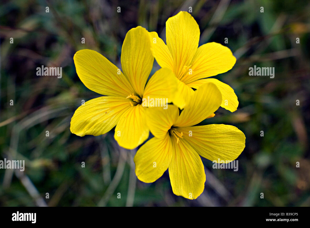 Blooming flowers in World Heritage Site Pirin National Park Bulgaria ...