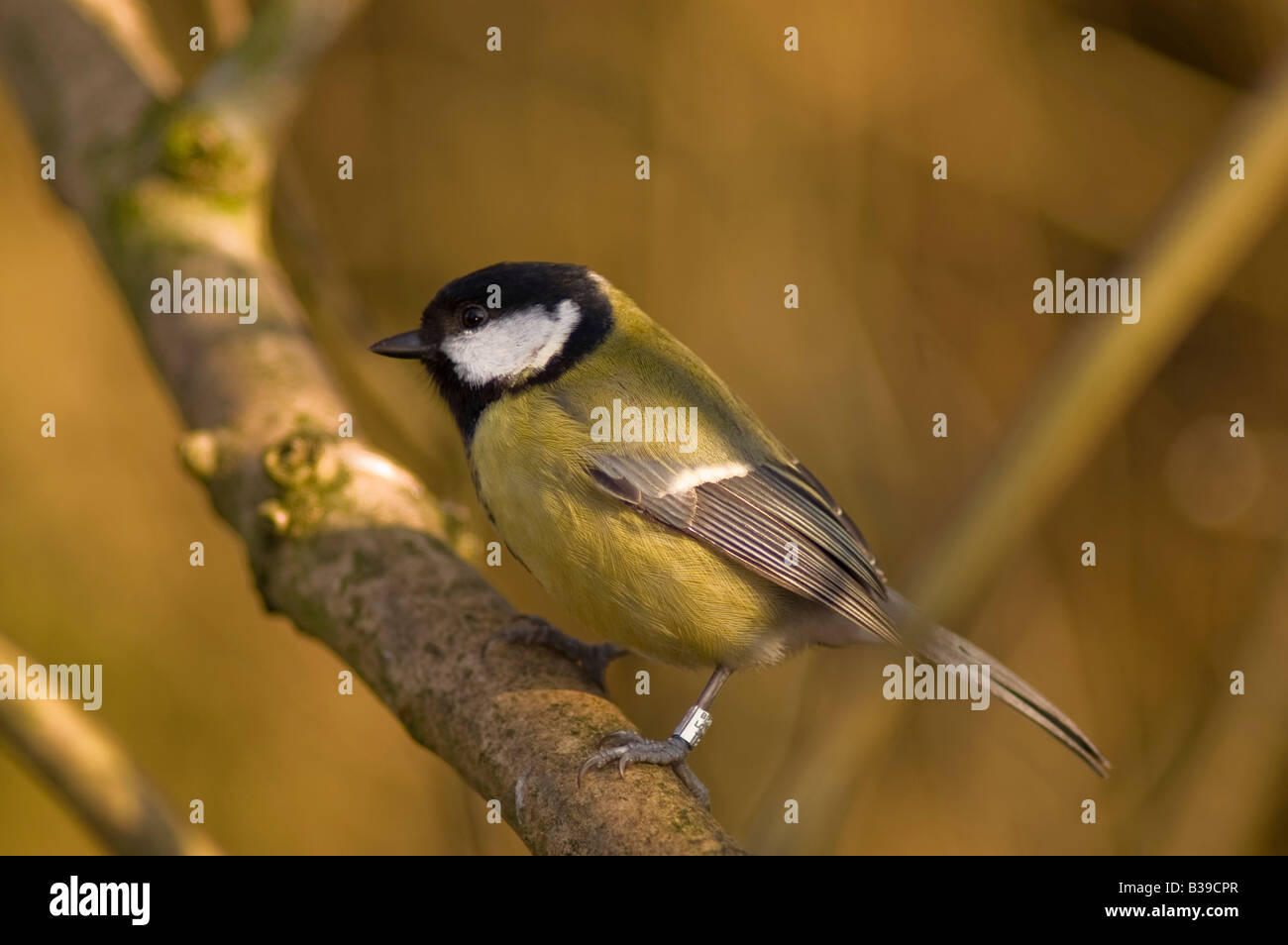 The Great tit "Parus major" this image was taken in a wooded area near ...