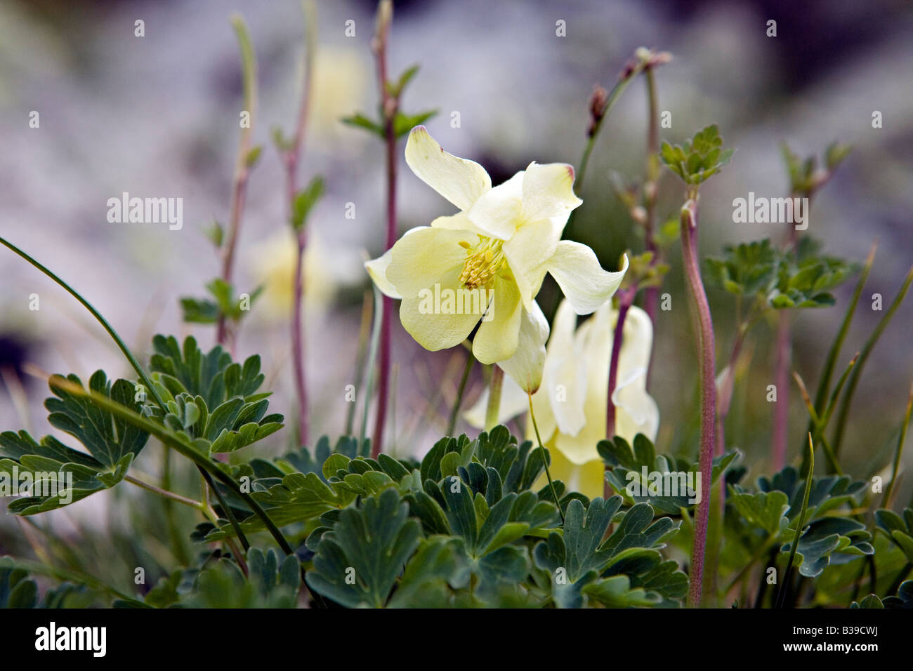 Blooming flowers in World Heritage Site Pirin National Park Bulgaria ...
