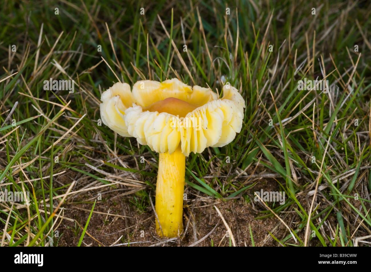 Parrot Toadstoo lHygrocyybe psittacina North East Coast of Britain ...