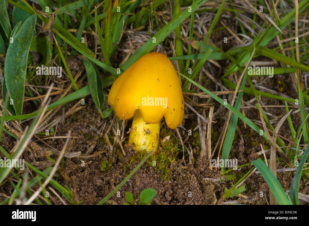 Parrot Toadstoo lHygrocyybe psittacina North East Coast of Britain ...
