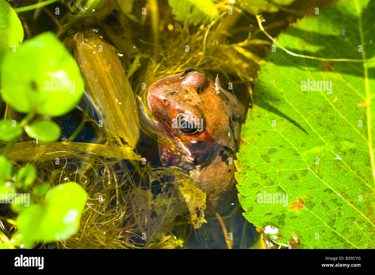 Rana temporaria jump hi-res stock photography and images - Alamy