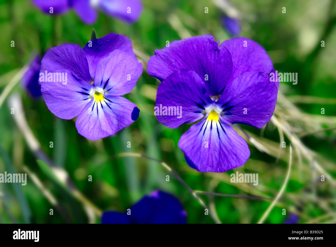 Alpine meadow violet. Swiss Alps Switzerland Europe Stock Photo - Alamy