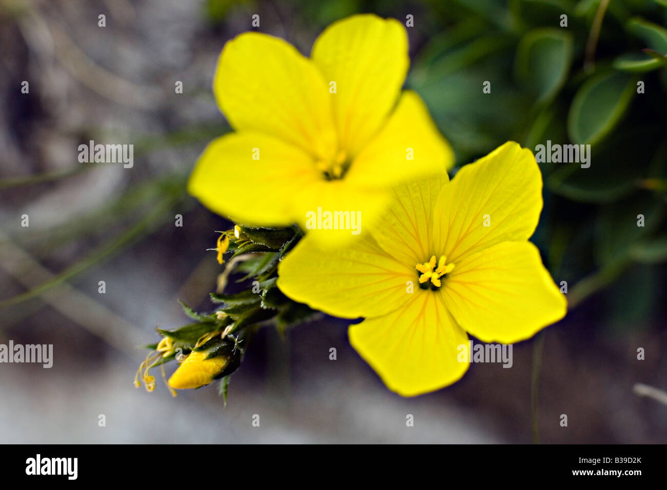 Blooming flowers in World Heritage Site Pirin National Park Bulgaria ...