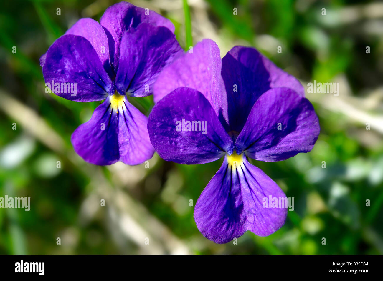 Alpine meadow violet Swiss Alps Switzerland Europe Stock Photo - Alamy