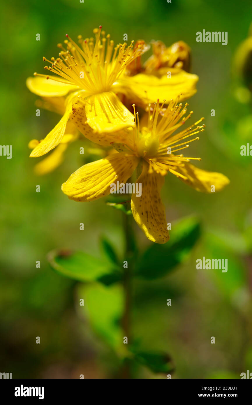 Summer hypericum flower hi-res stock photography and images - Alamy