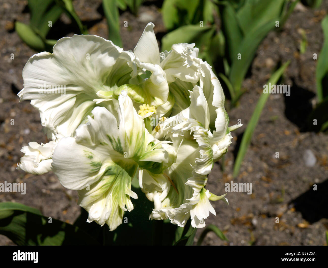 Tulpen, tulip flowers Stock Photo - Alamy