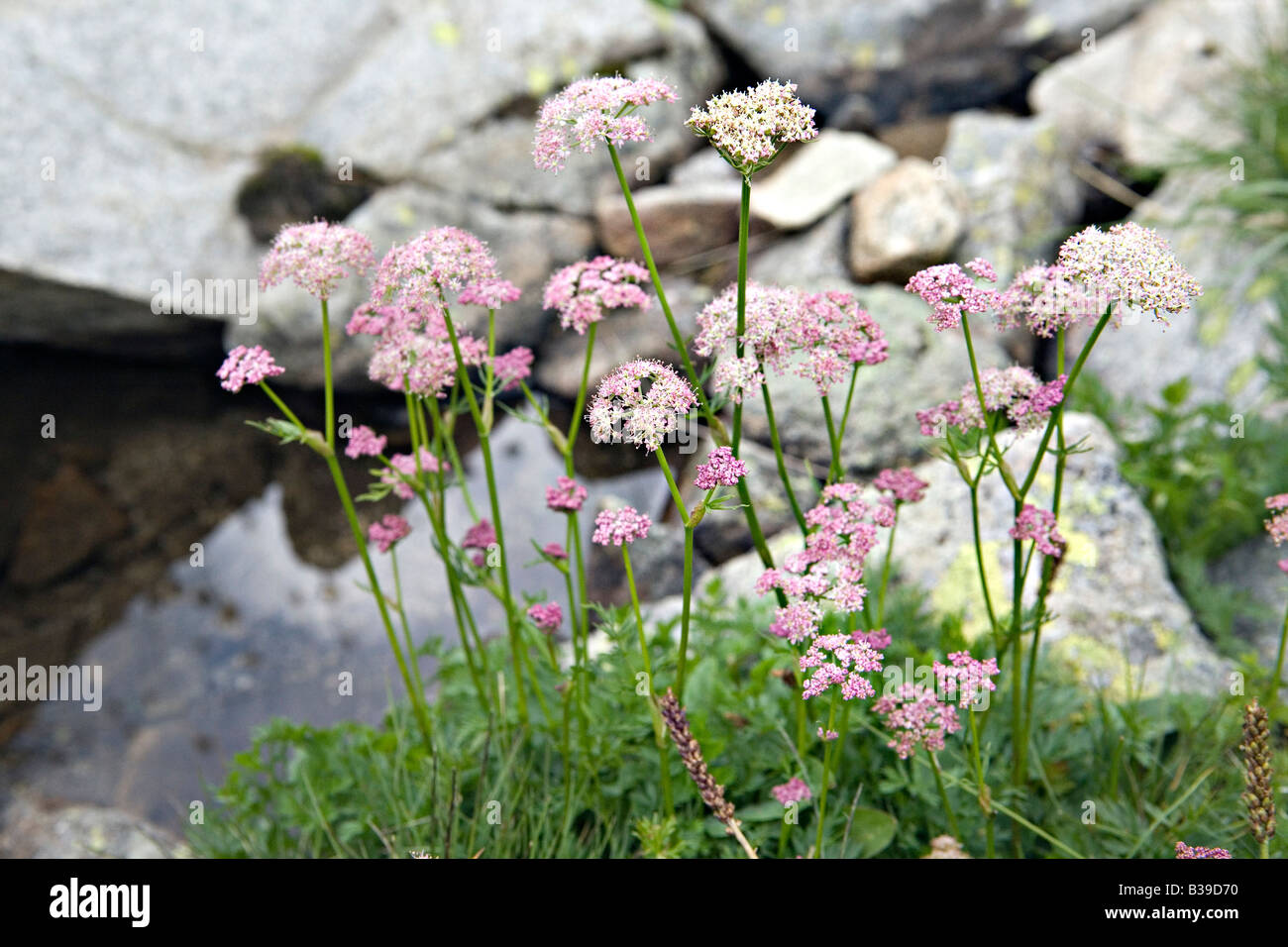 Blooming flowers in World Heritage Site Pirin National Park Bulgaria ...