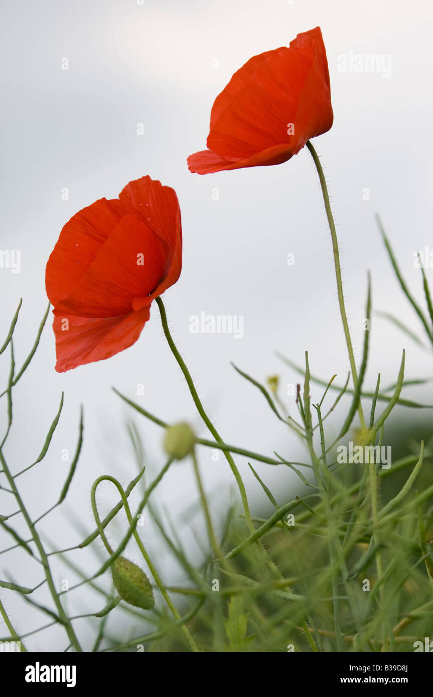 Wild british poppy hi-res stock photography and images - Alamy