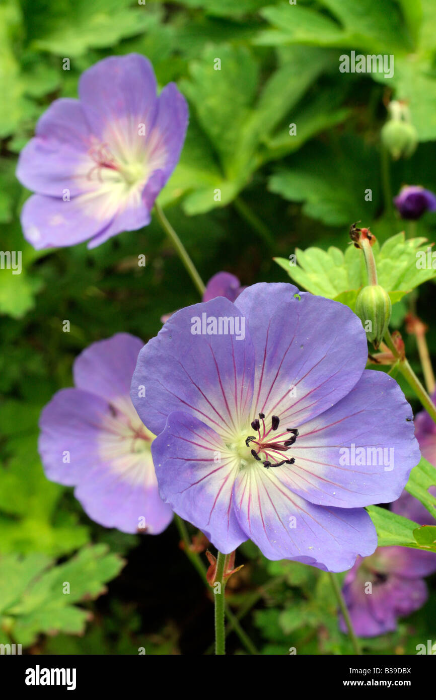 GERANIUM ROZANNE AGM Stock Photo - Alamy