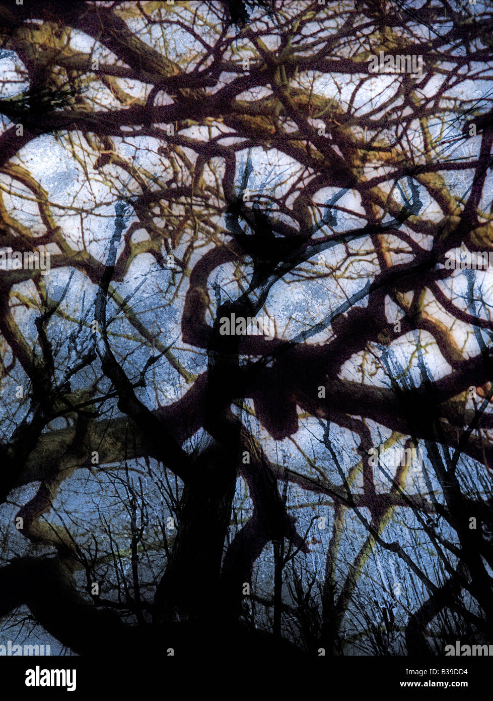 Weird Spooky Trees Stock Photo - Alamy