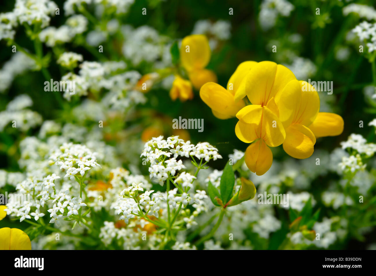 Alpine Birdsfoot Tefoil - Lotus Alpinus - Wild meadow flower ...