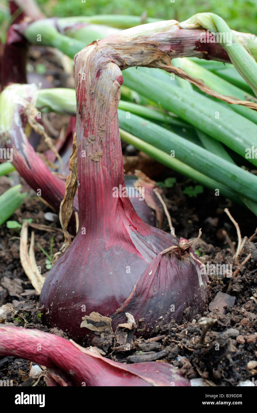 Onion red baron hi-res stock photography and images - Alamy