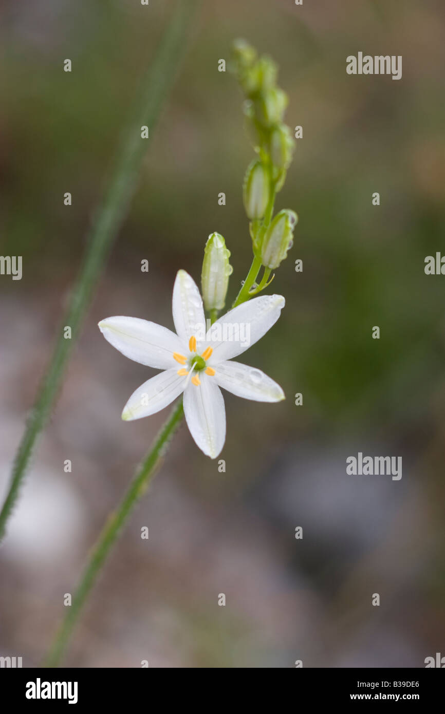 St Bernard's Lily Anthericum liliaga Stock Photo - Alamy