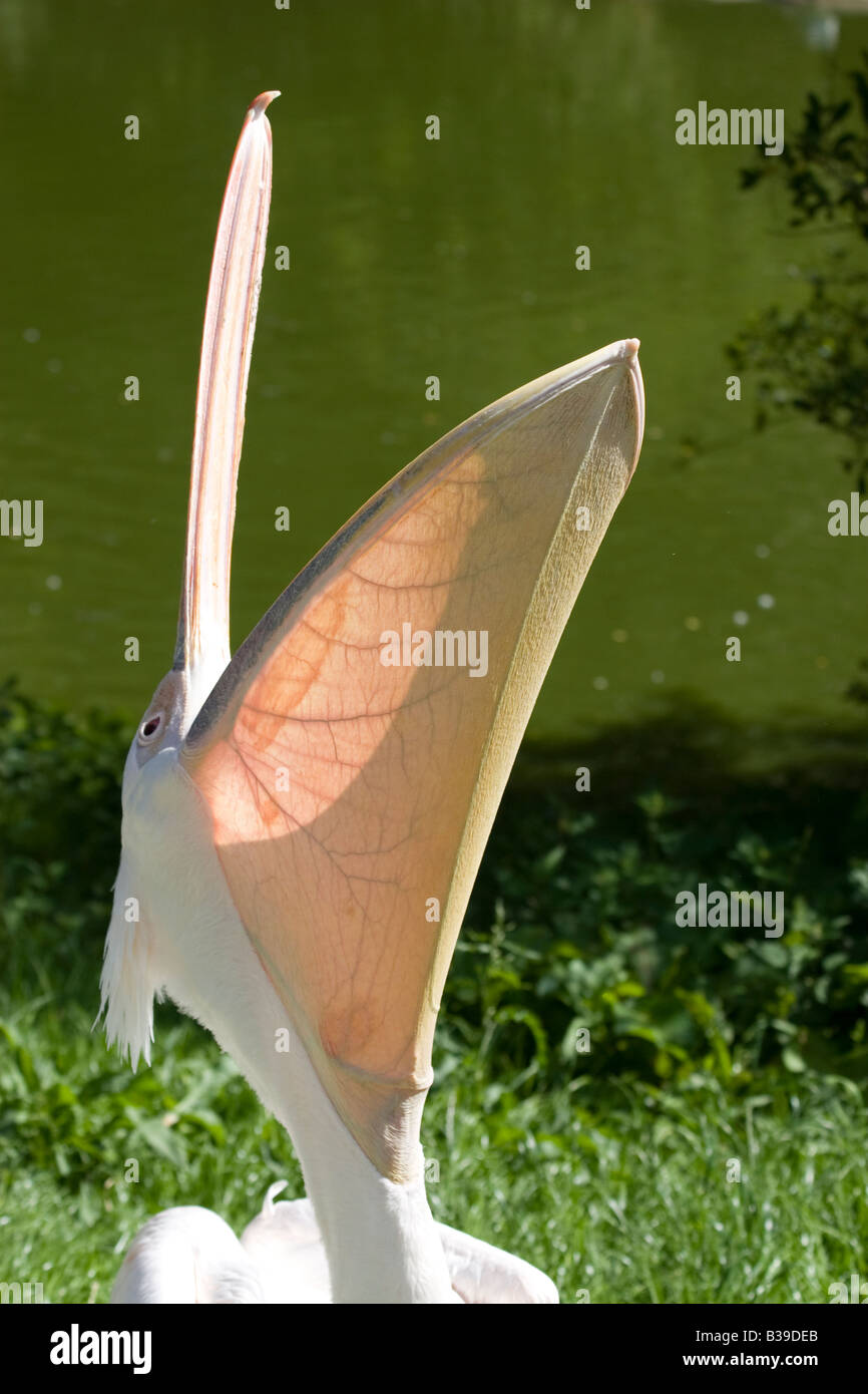 pelican with beak open Stock Photo - Alamy