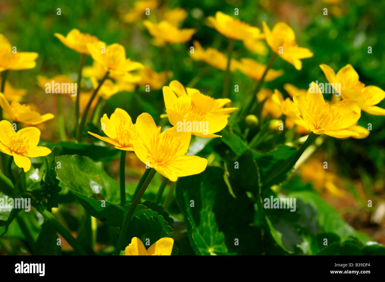 Alpine marsh marigolds hi-res stock photography and images - Alamy