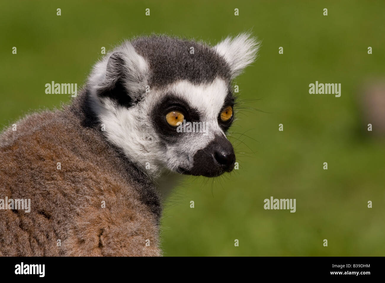 head and shoulder image of a ring tailed lemur Stock Photo - Alamy