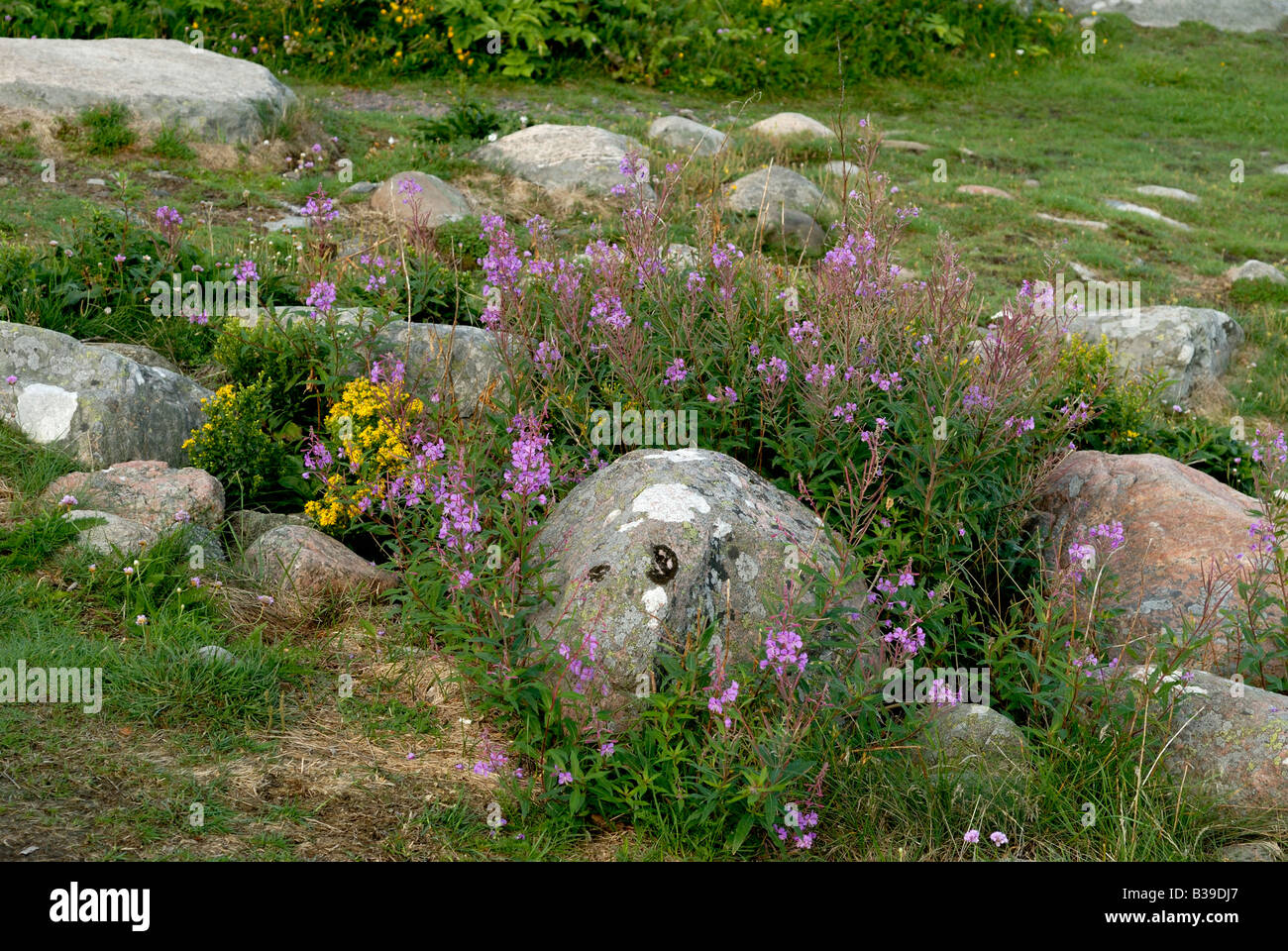 Biodiversity in Swedish flora, west coast Stock Photo - Alamy