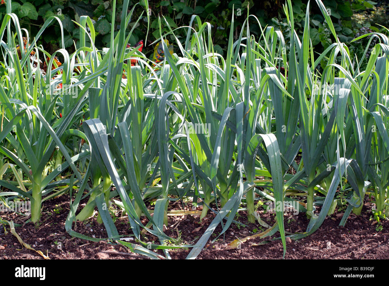 Oarsman hi-res stock photography and images - Alamy