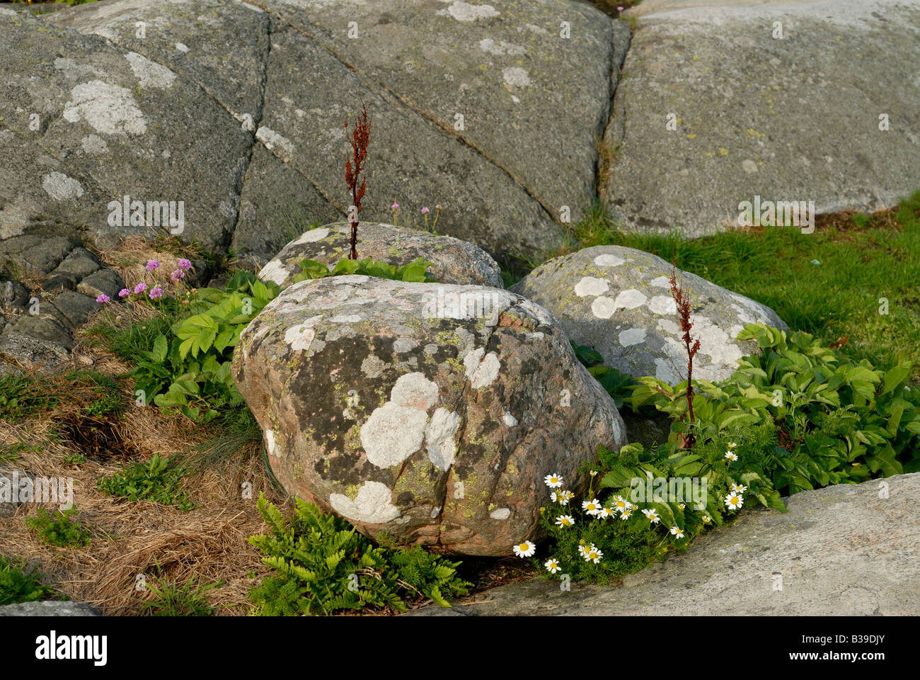 Biodiversity in Swedish flora, west coast Stock Photo - Alamy