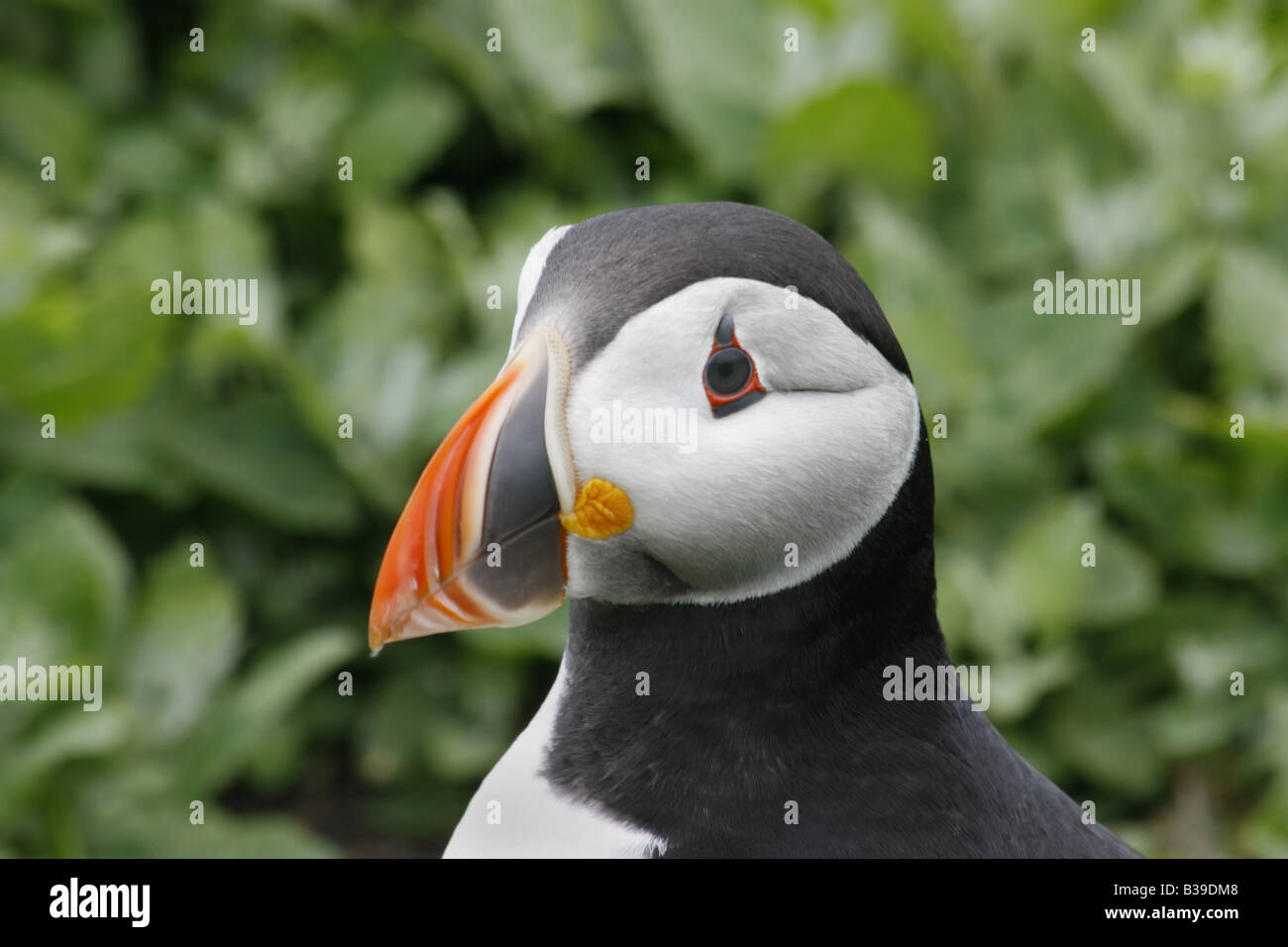 Puffins head hi-res stock photography and images - Alamy