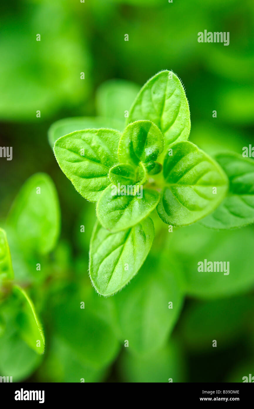 Unpicked oregano hi-res stock photography and images - Alamy