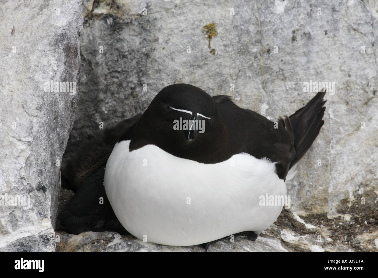 Razorbill, alca torda, sitting on nesting ledge on cliff Stock Photo ...