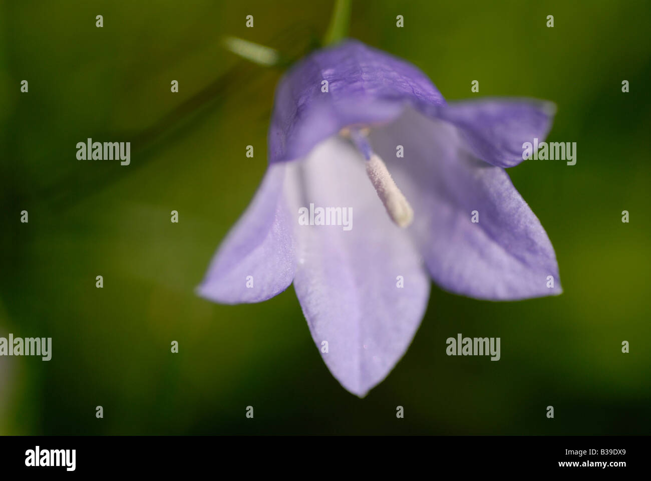 bluebell (bellflower) (rotundifolia L.) Sweden Stock Photo - Alamy