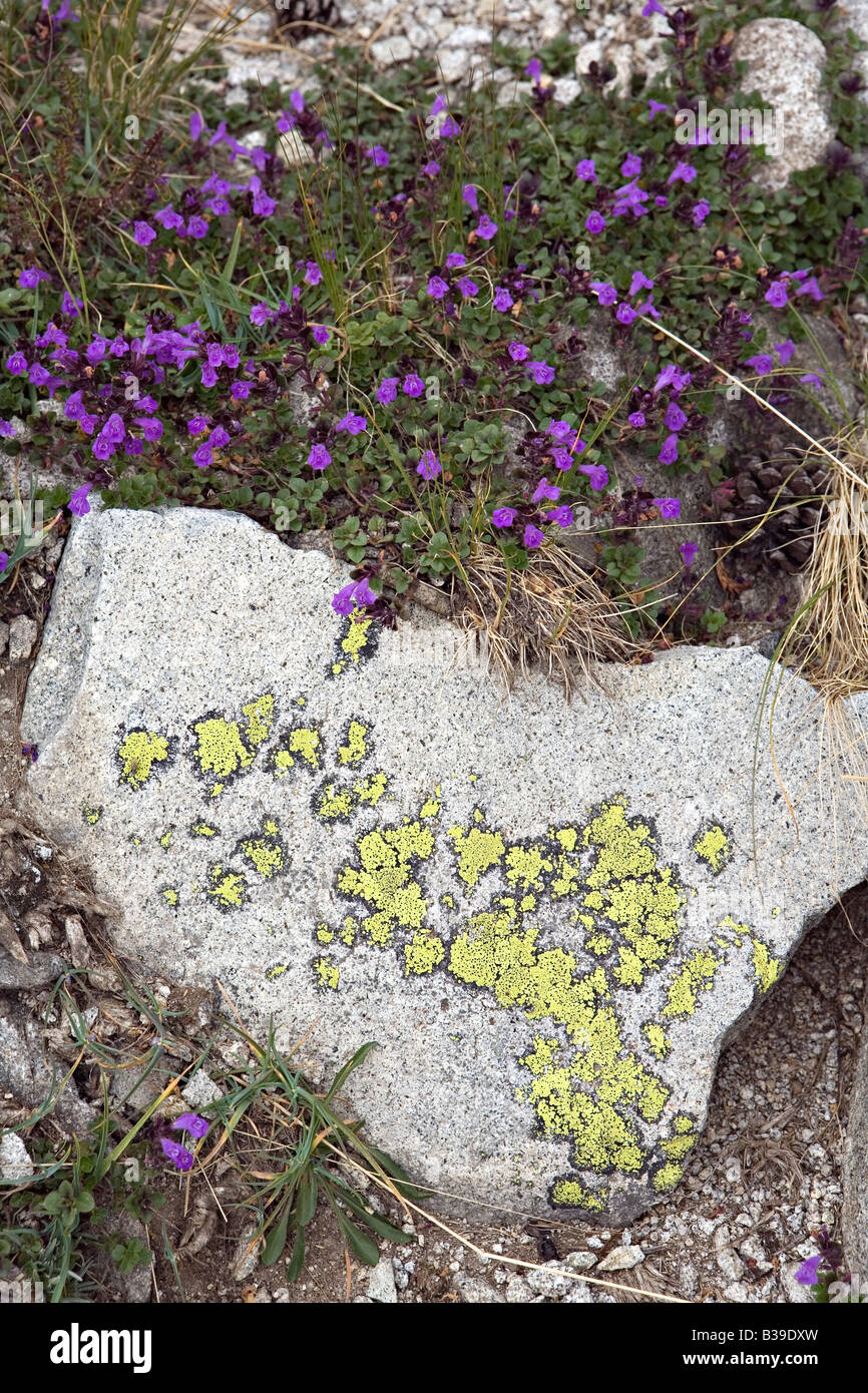 Blooming flowers in World Heritage Site Pirin National Park Bulgaria ...