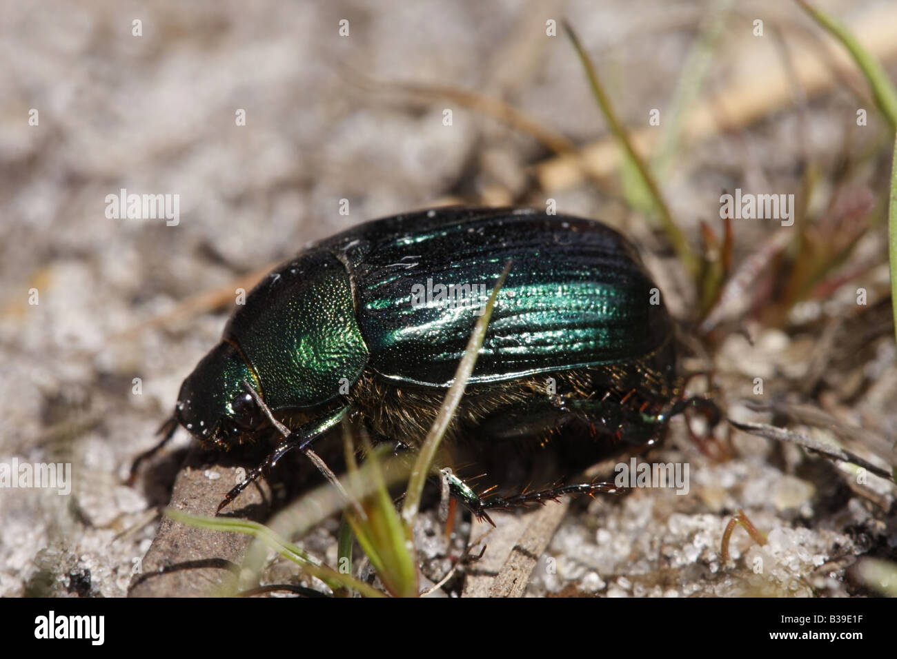 Beetles insects hi-res stock photography and images - Alamy