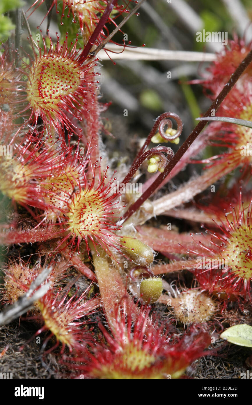 Round-leaved sundew, drosera rotundifolia, showing leaves and flower ...