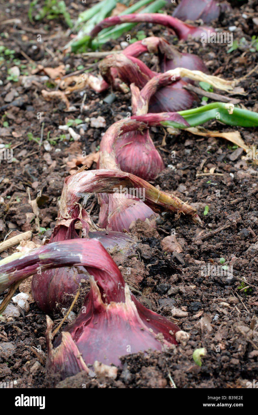 Onion red baron hi-res stock photography and images - Alamy