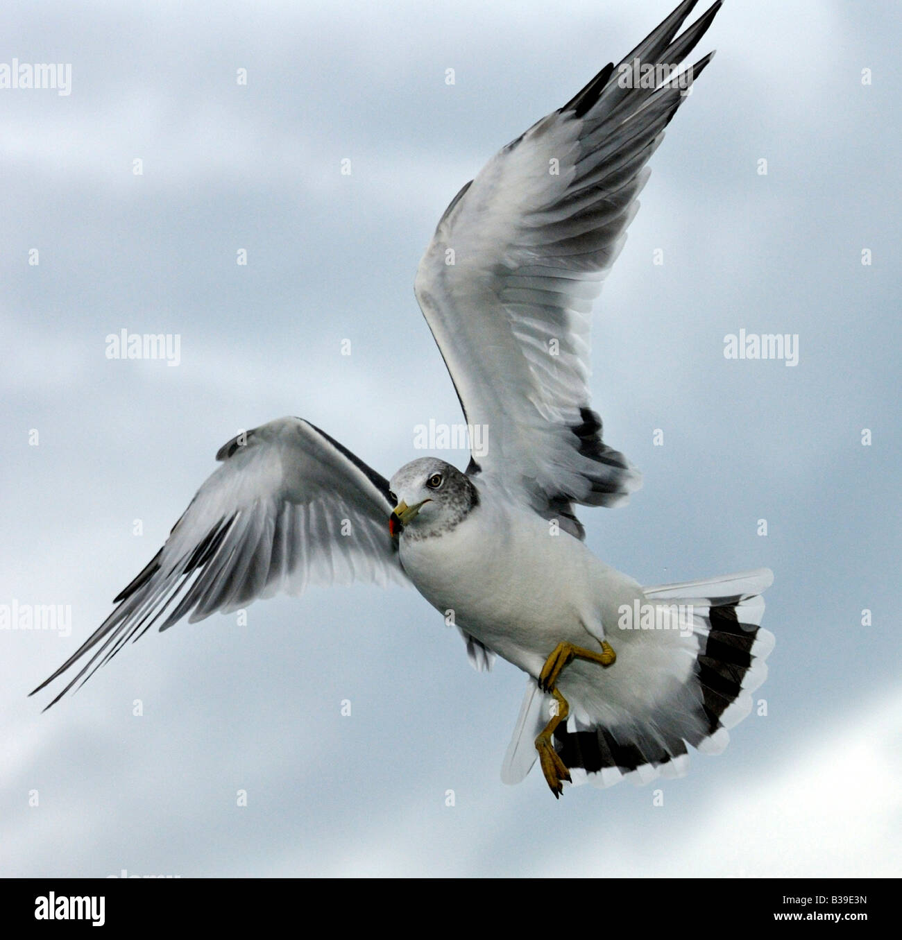 Seagull in flight Matsushima bay Japan Stock Photo - Alamy