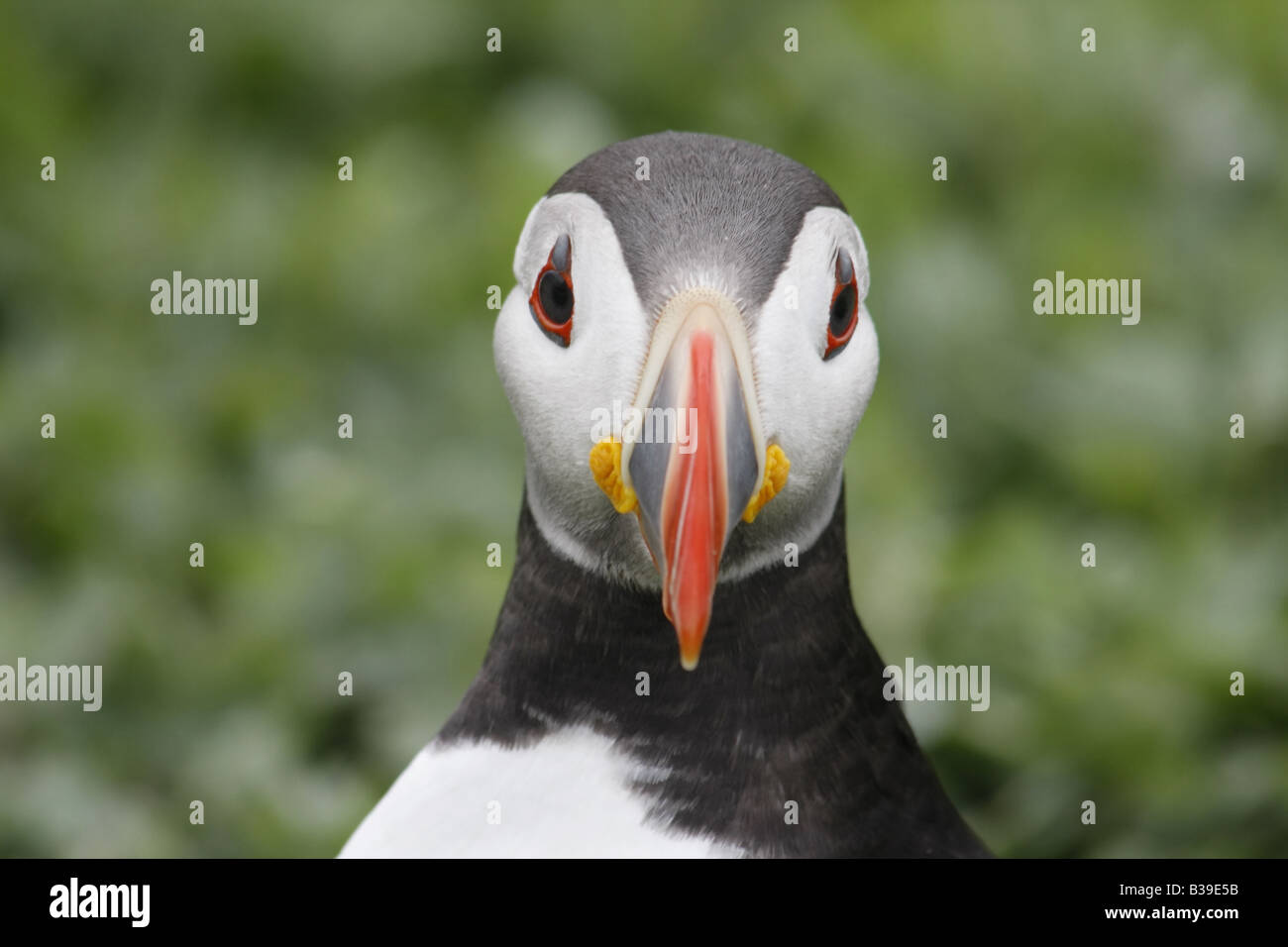 Puffin looking into camera hi-res stock photography and images - Alamy