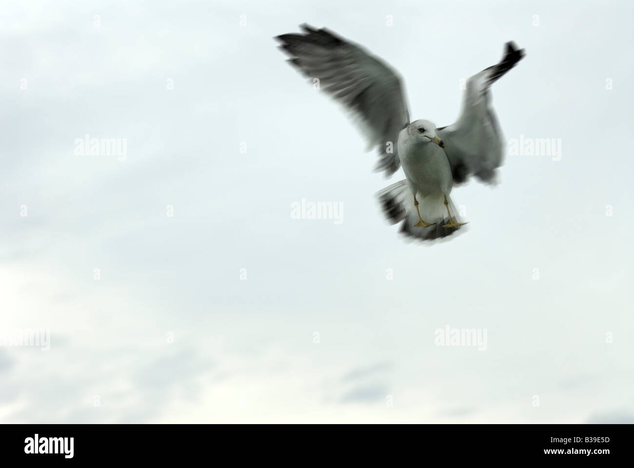 Seagull in flight Matsushima bay Japan Stock Photo - Alamy