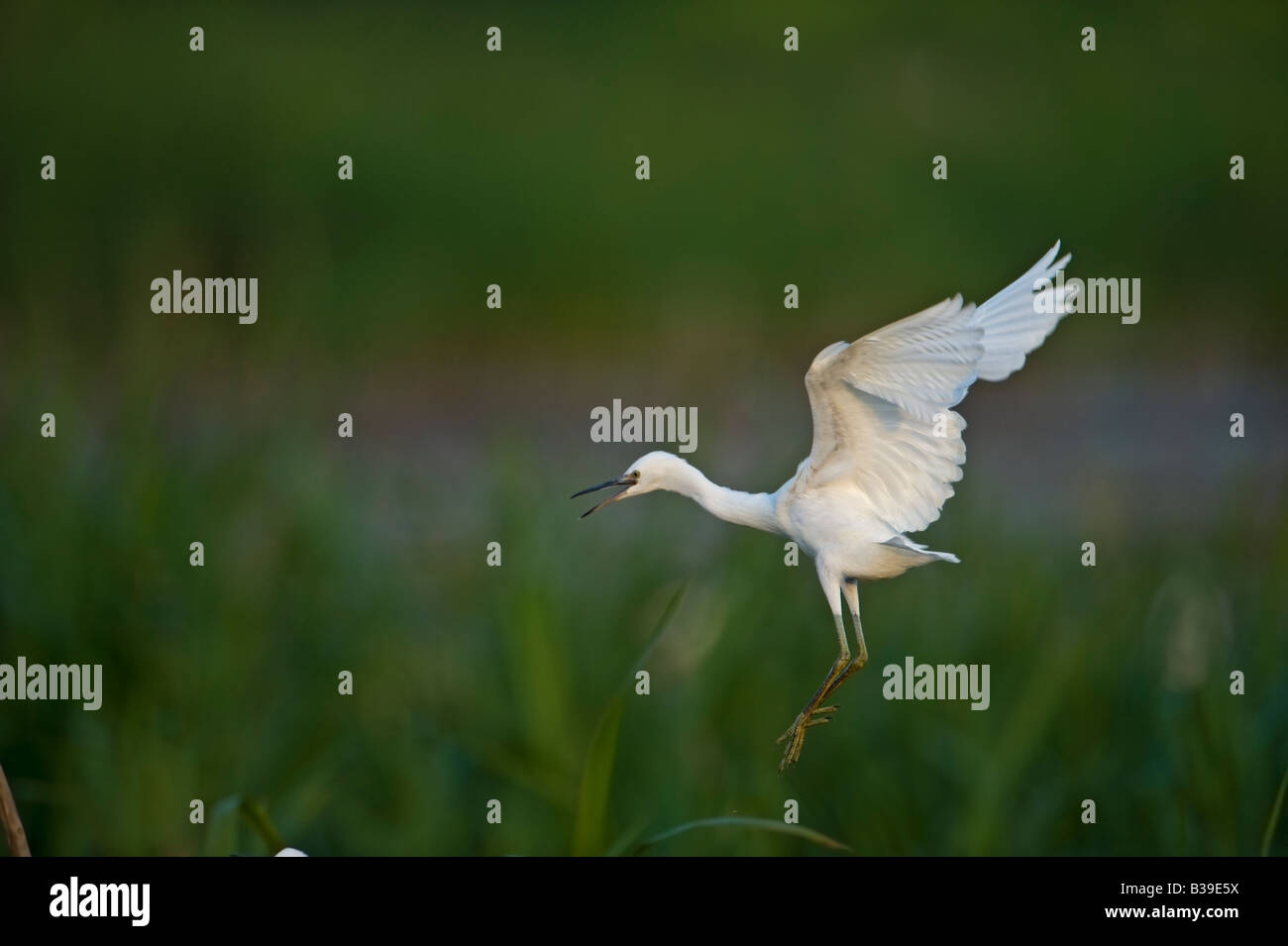 Juvenile egret hi-res stock photography and images - Alamy