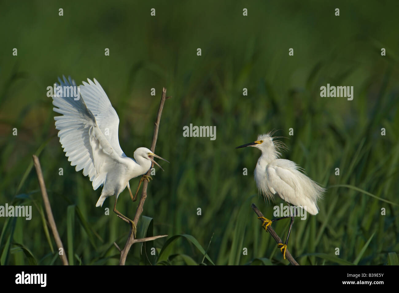 Juvenile egret hi-res stock photography and images - Alamy
