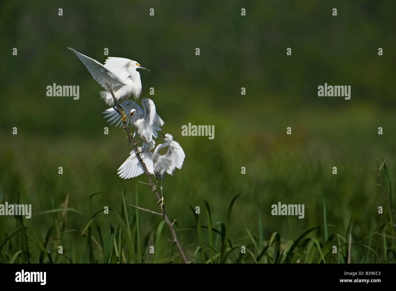 Juvenile Snowy Egret High Resolution Stock Photography and Images - Alamy