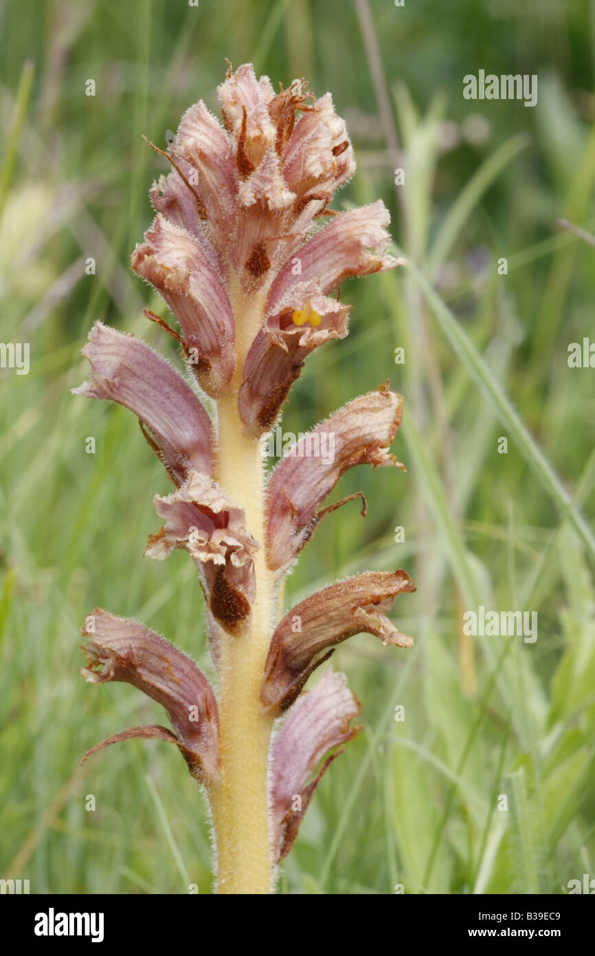 Knapweed broomrape, orobanche elatior, close-up Stock Photo - Alamy