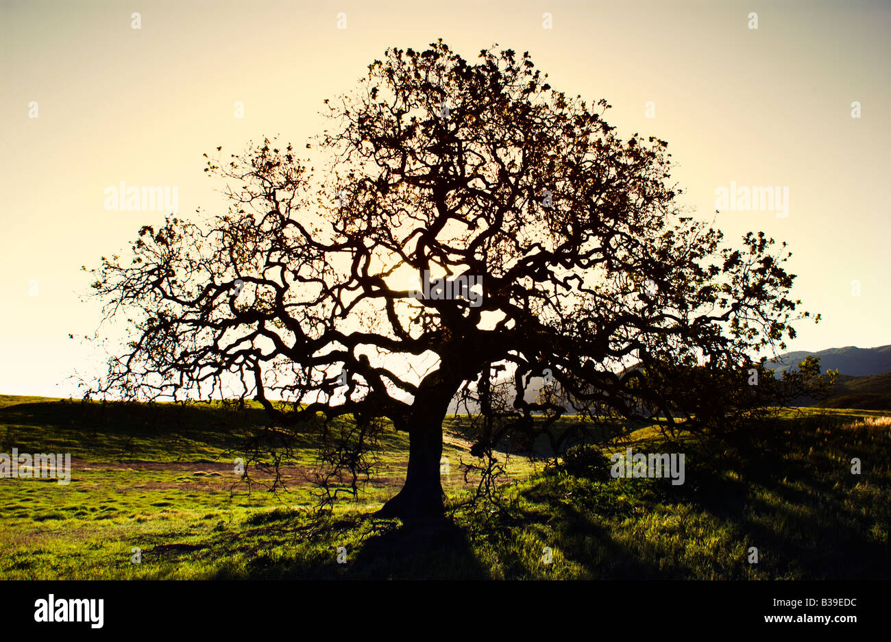 a silhouette of a oak tree at point mugu state park in the santa monica ...