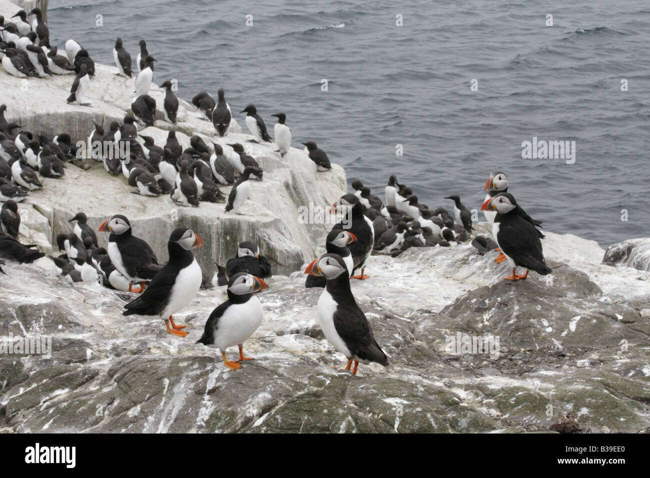 Group of puffins hi-res stock photography and images - Alamy