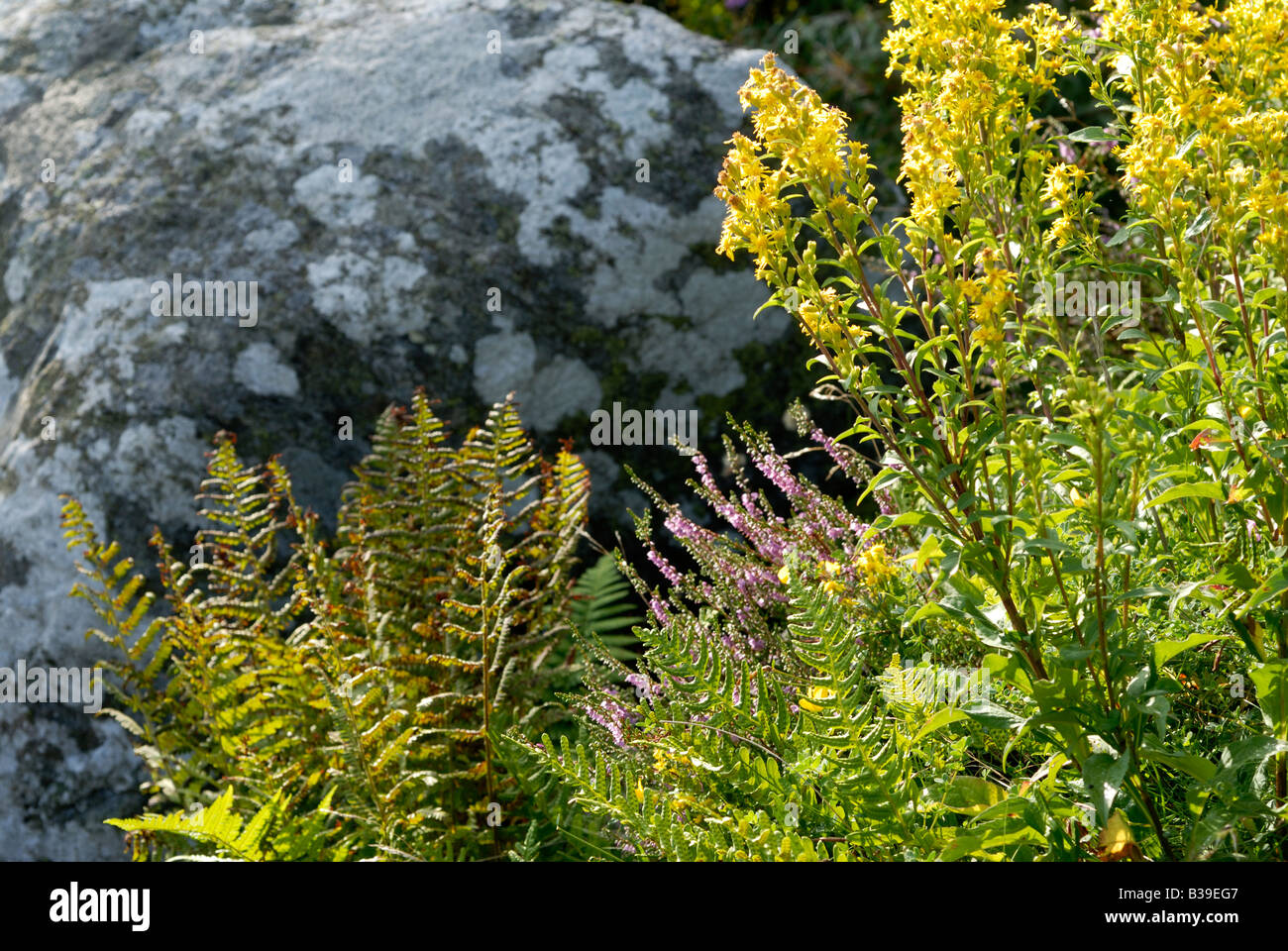 Biodiversity in Swedish flora, west coast Stock Photo - Alamy