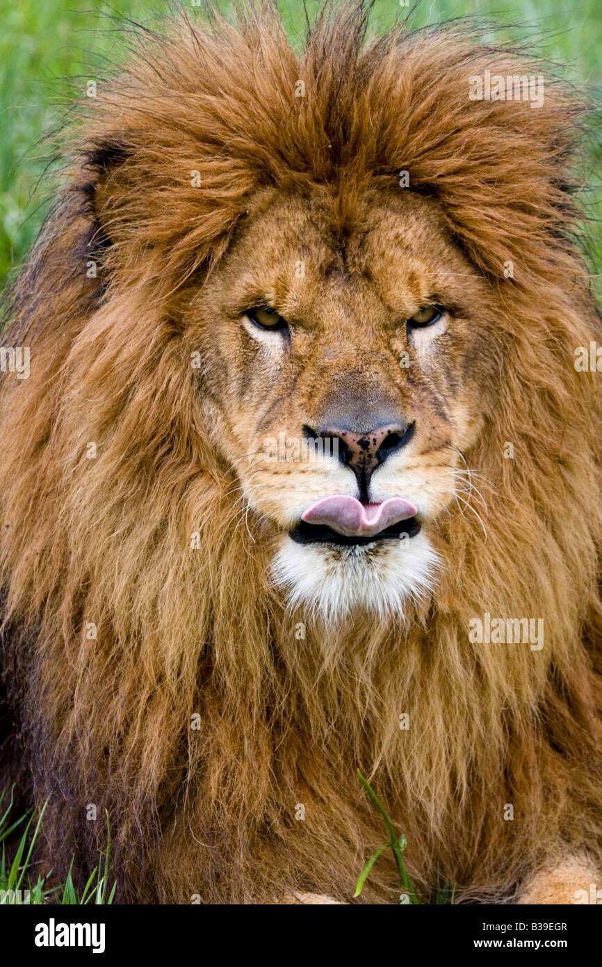 Captive Barbary Coast lion, this species is extinct in the wild Stock ...