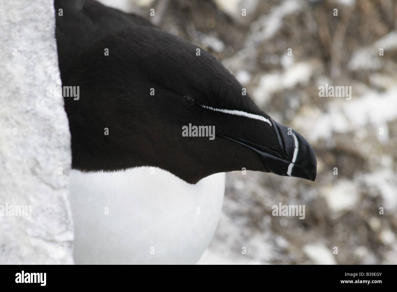 Razorbill, alca torda. Close-up of head while the bird is sitting on ...