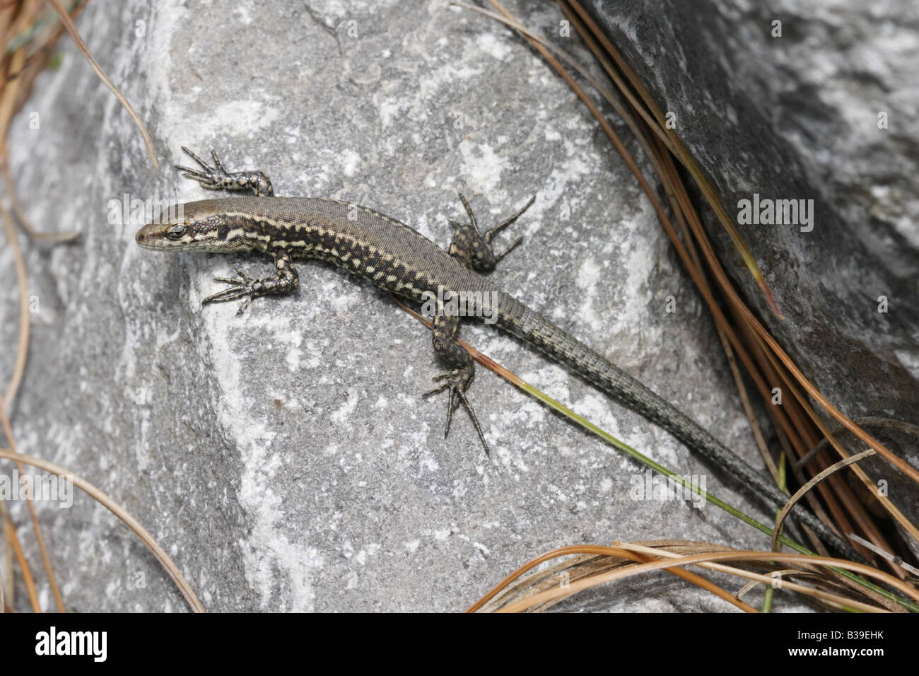 Wall Lizard, Podarcis Muralis, Ventnor, Isle of Wight Stock Photo - Alamy
