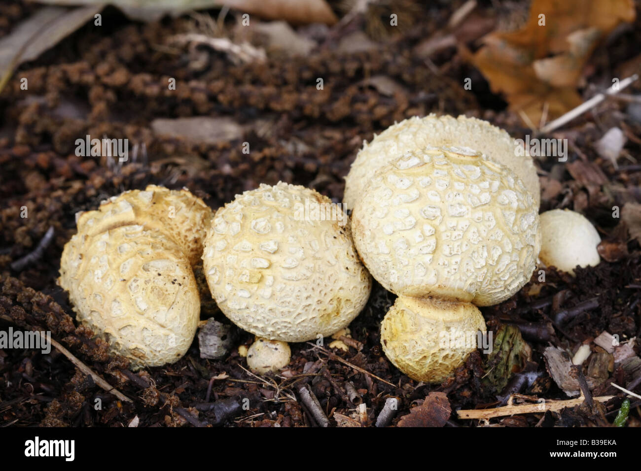 Common earthballs, scleroderma citrinum Stock Photo - Alamy